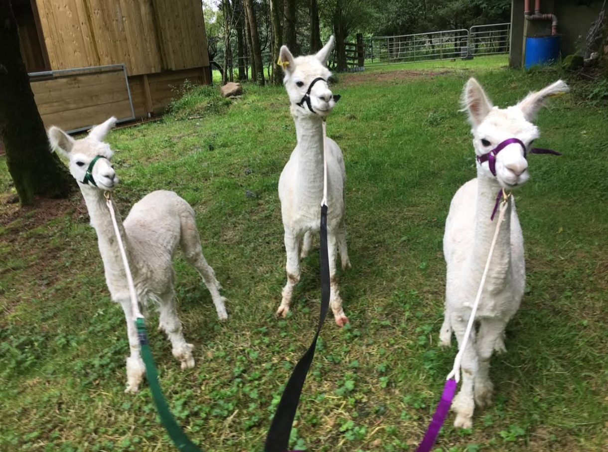 Alpaca Experiences Ireland | Alpaca Trekking, Alpaca Farm Visits