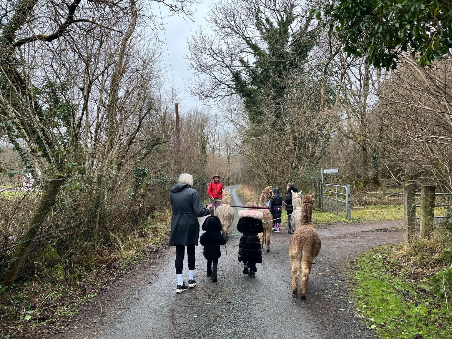 Alpaca Experiences Ireland | Alpaca Trekking, Alpaca Farm Visits