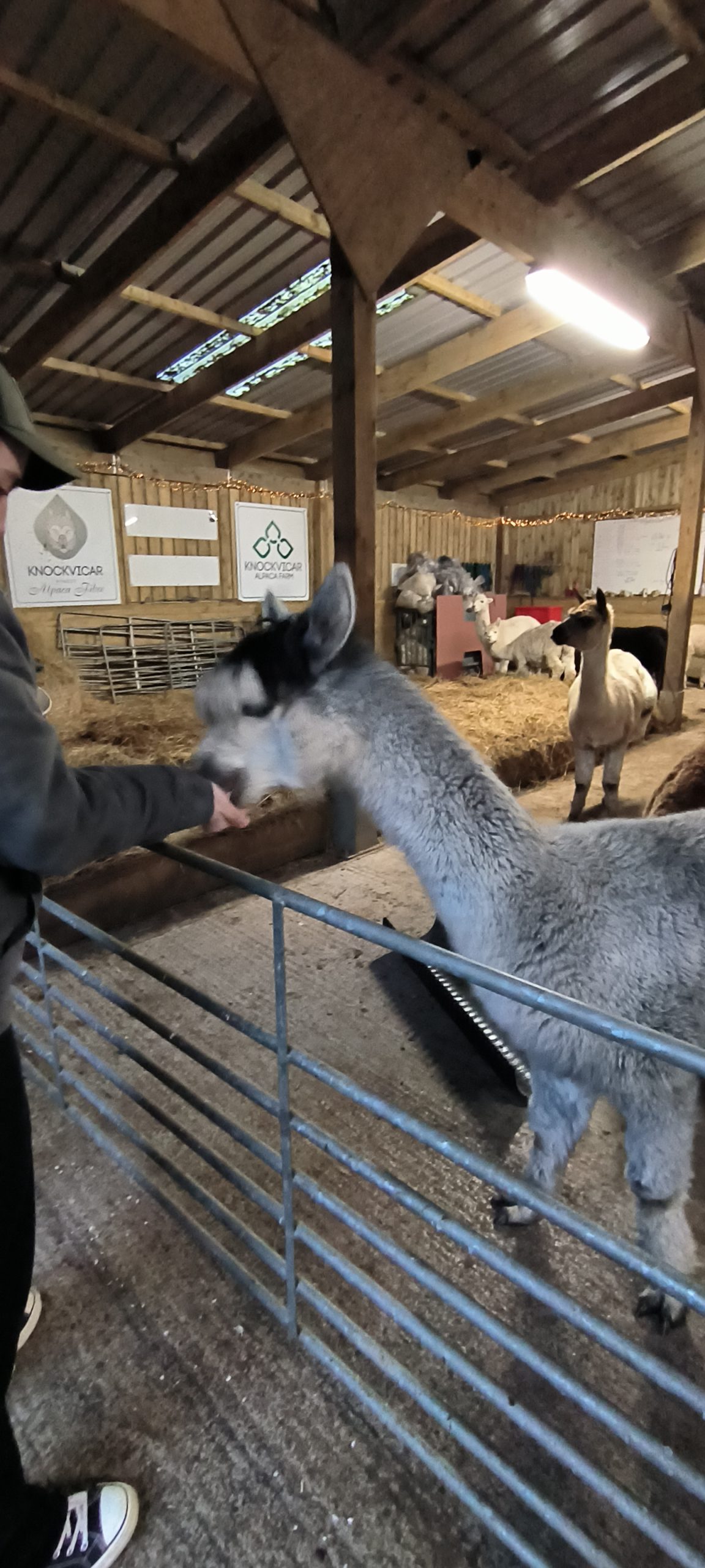 Alpaca Experiences Ireland | Alpaca Trekking, Alpaca Farm Visits