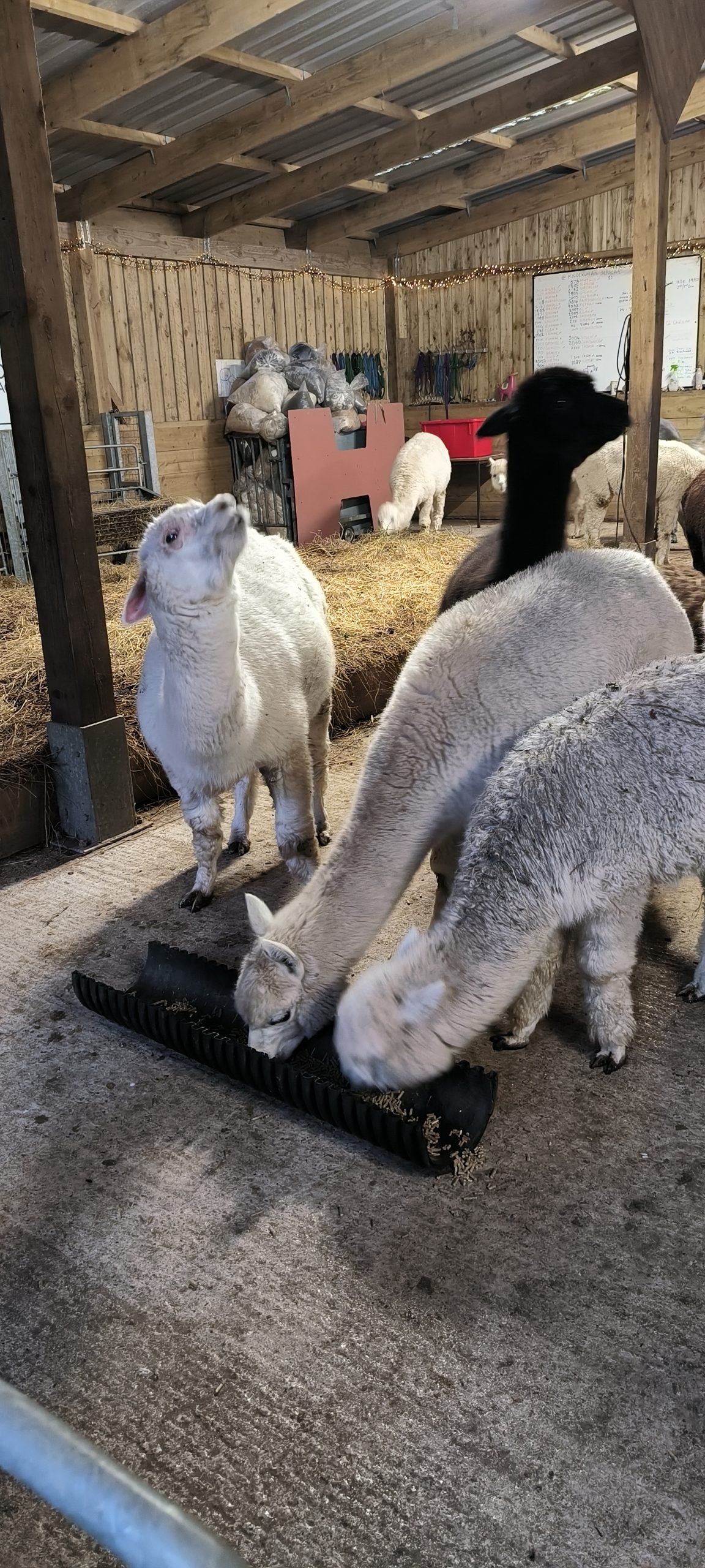 Alpaca Experiences Ireland | Alpaca Trekking, Alpaca Farm Visits