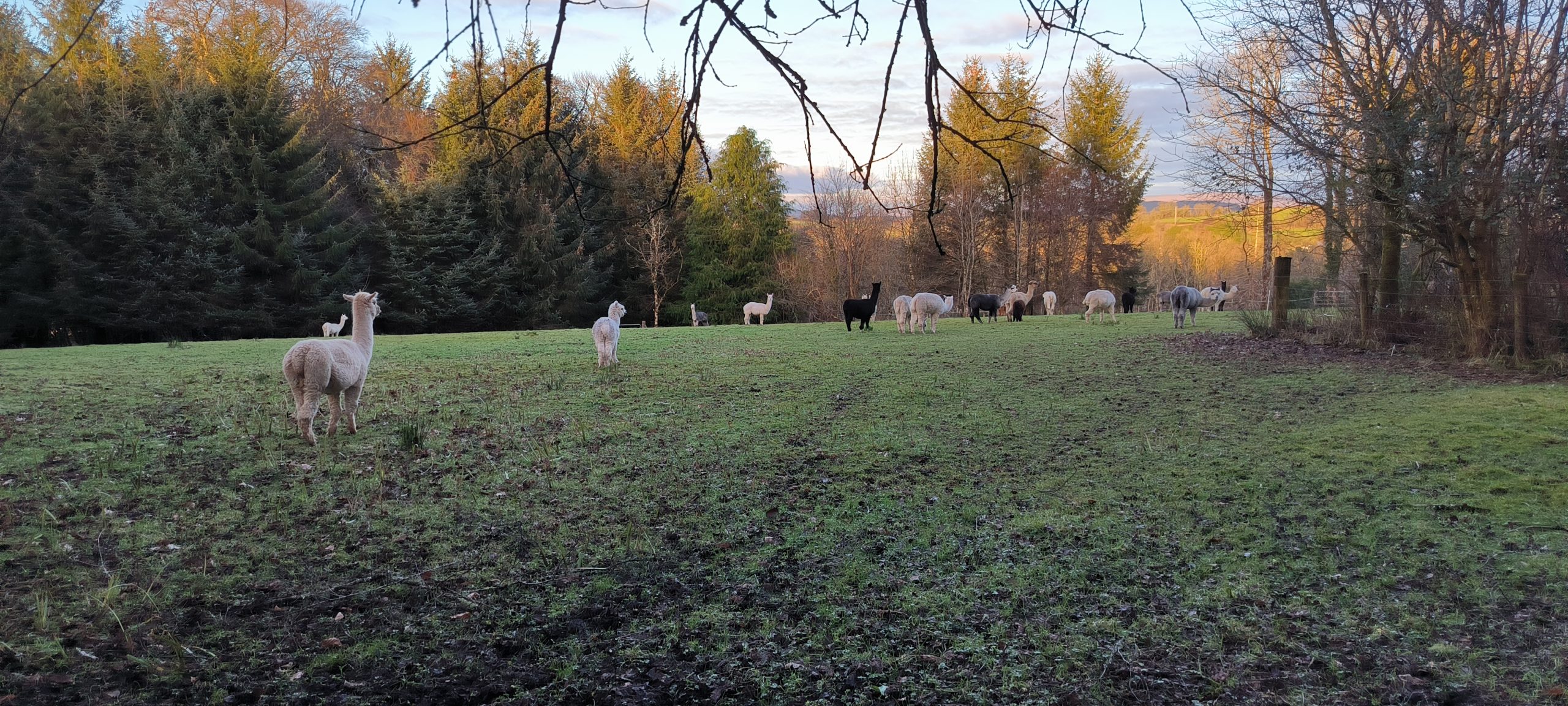 Alpaca Experiences Ireland | Alpaca Trekking, Alpaca Farm Visits
