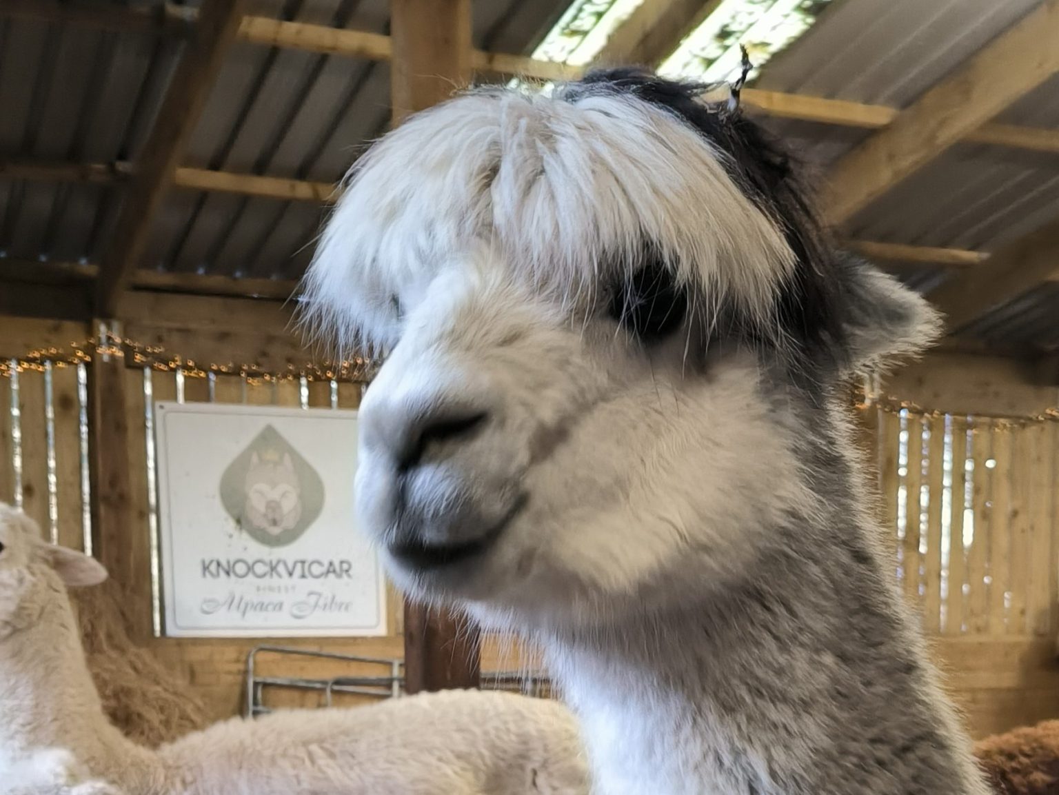 Alpaca Experiences Ireland | Alpaca Trekking, Alpaca Farm Visits